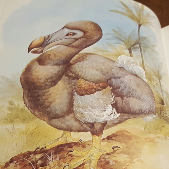 Accents | The Doomsday Book Of Animals Illustrated David Ray | Poshmark